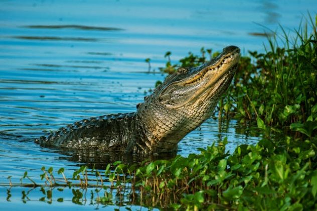 “Alligator Alcatraz”: Trump inaugura una cárcel remota para migrantes ...